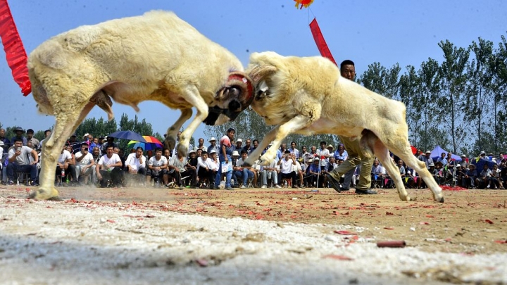 Goat fight in east China's county - China Plus