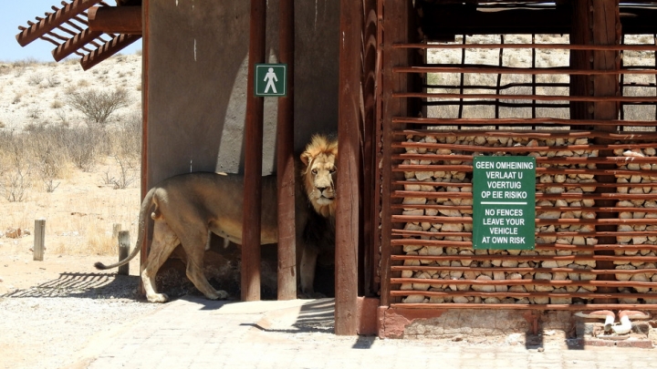 Gender conscious lion takes peek inside male toilets - China Plus