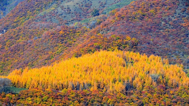 Beautiful autumn scenery seen at Xinglong Mountain in Lanzhou - China Plus