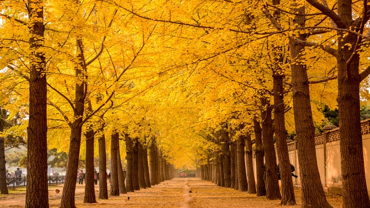 Autumn ginkgo seen throughout China - China Plus