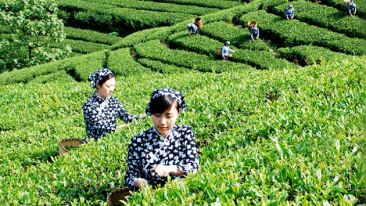 Emei Snow Bud Tea listed as Sichuan famous brand - China Plus