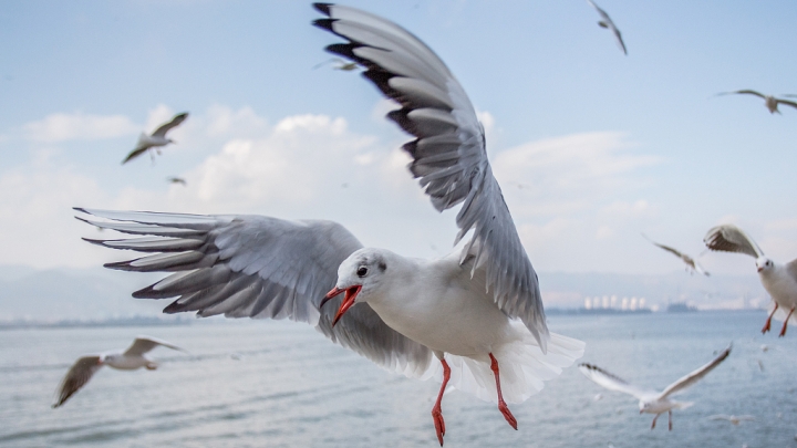 China's City of Spring sees increasing gull population - China Plus