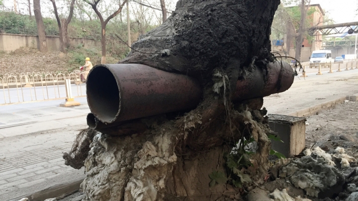 Tree eats pipes in Wuhan - China Plus
