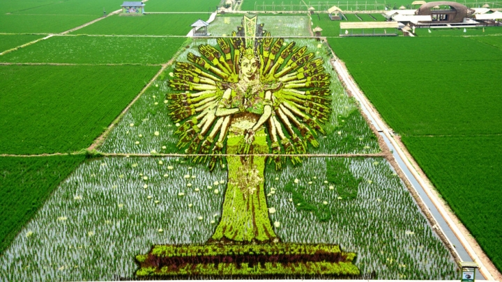 3D rice paddy works on display in Shenyang - China Plus