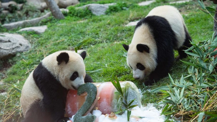 Twin panda brothers celebrate their 2nd birthday in Macao - China Plus