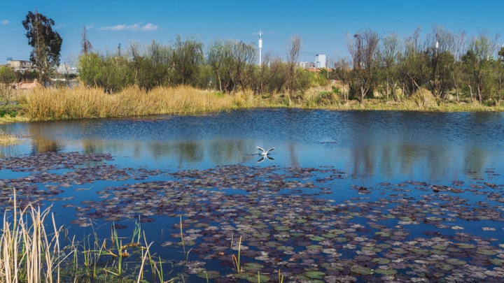Protecting Dianchi Lake: Kunming is on the mission - China Plus