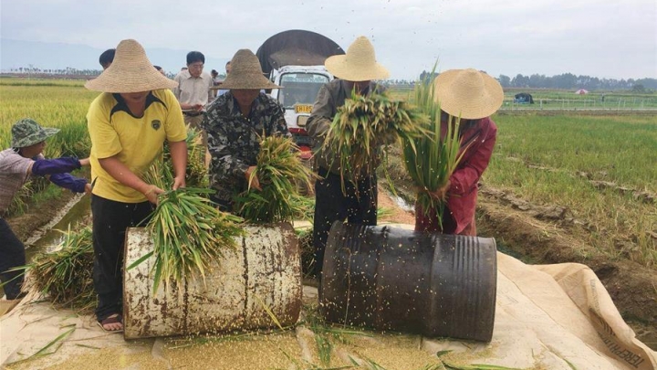 China's super hybrid rice output sets new world record - China Plus