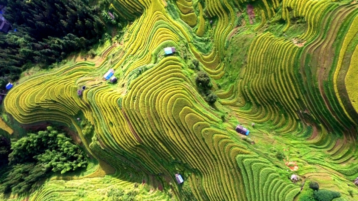 Beautiful views of terraced rice fields in Guizhou - China Plus