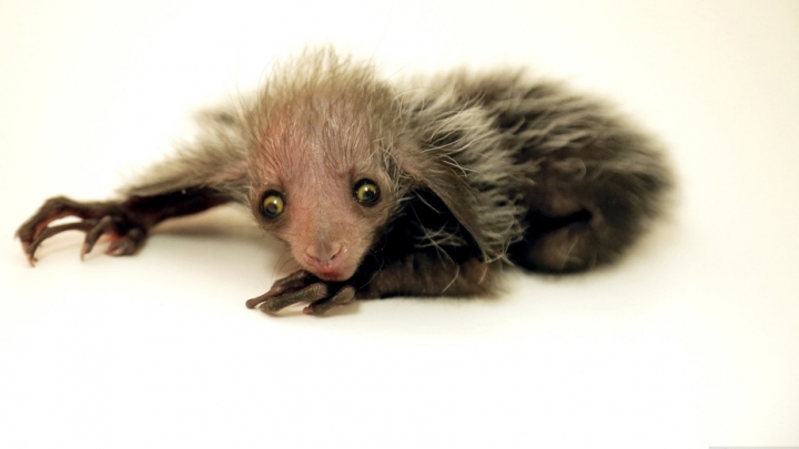 The Denver Zoo celebrates the birth of a rare nocturnal lemur - China Plus