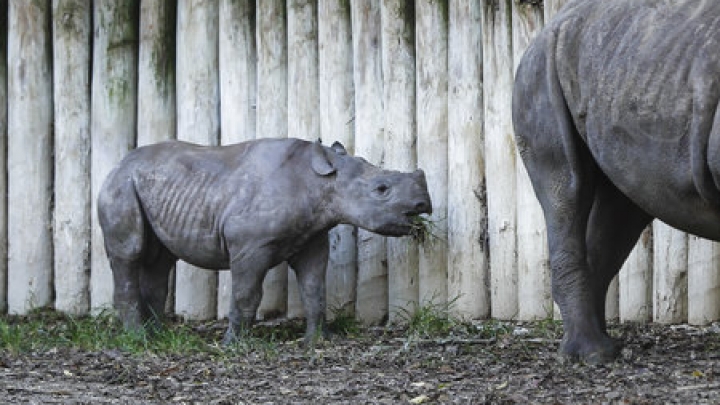 Baby rhino bites tip of man's finger during zoo tour - China Plus