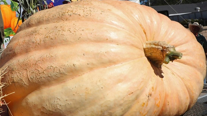 From 'special seed' to 2,170-pound winning pumpkin - China Plus