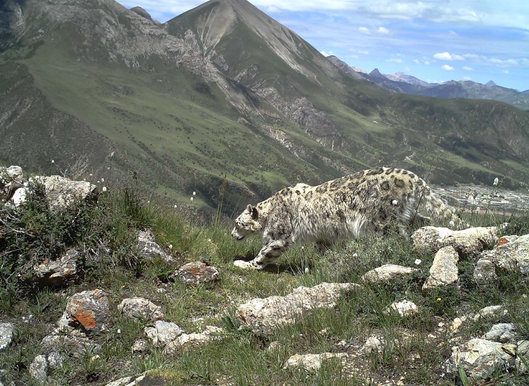 International Snow Leopard Day: Researchers in China called for more ...