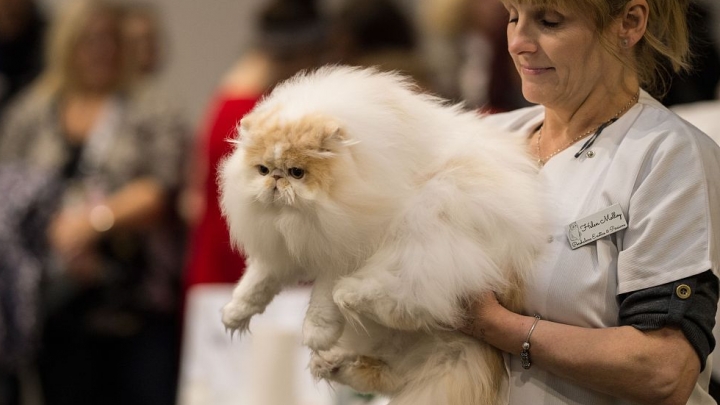 800 cats compete at Supreme Cat Show in UK - China Plus
