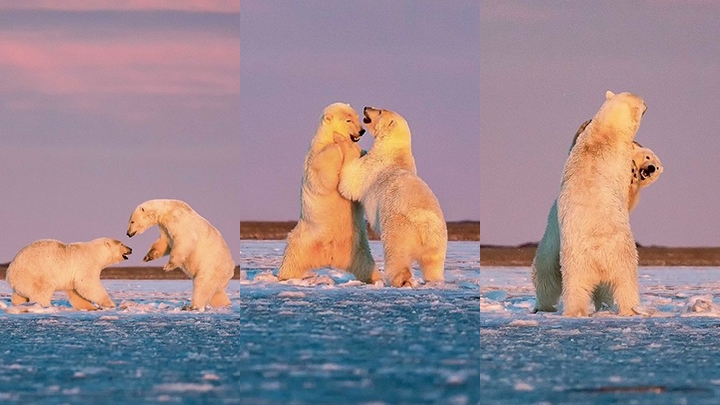 Polar bears "dance" on ice - China Plus