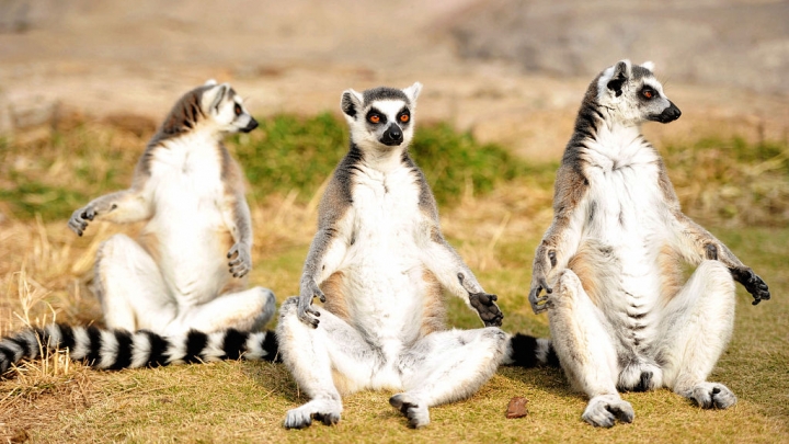 Ring-tailed lemurs sit in early winter sun in Qingdao - China Plus