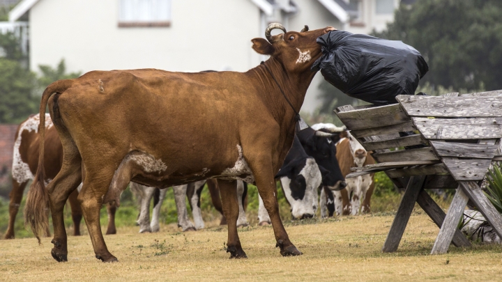 Cows go on rampage in S. African village - China Plus