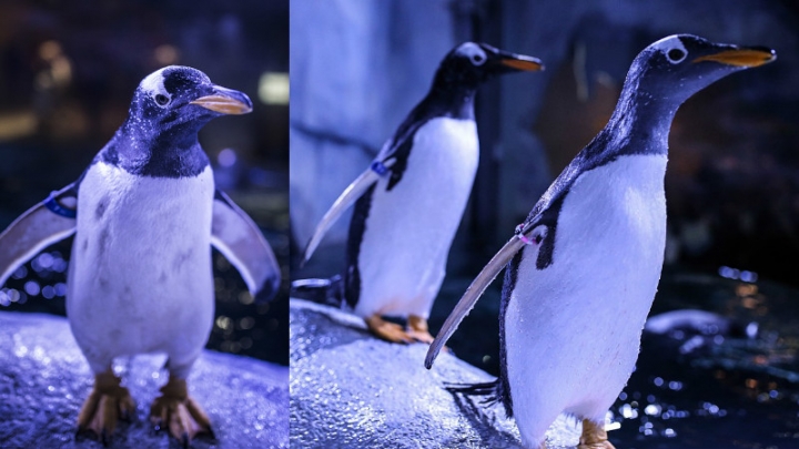 11 Gentoo penguins adopted by Istanbul Aquarium in Turkey - China Plus