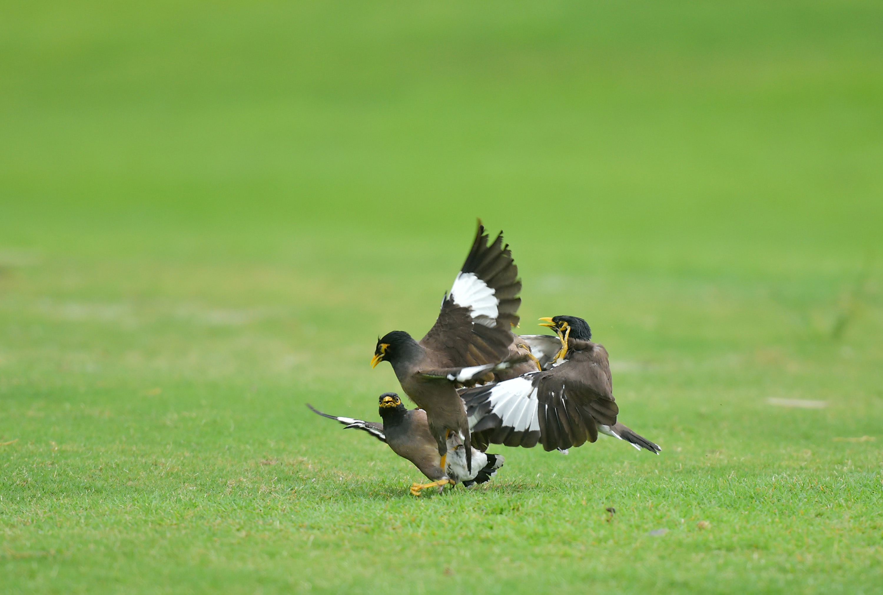 Indonesian birds spotted 'fighting' mates on golf course - China Plus
