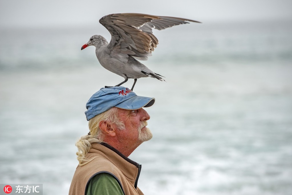Seagull lands on an old man for free ride - China Plus