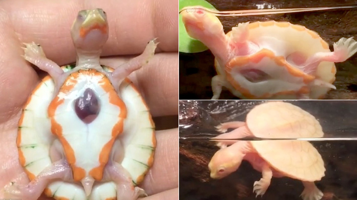 Albino turtle with heart beating outside body goes viral - China Plus