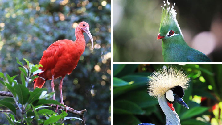Beautiful birds migrate into South Africa - China Plus