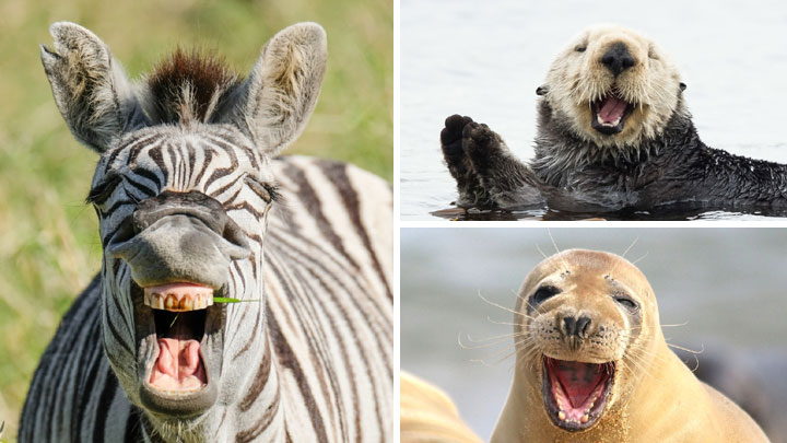 Animals make you laugh out loud on World Laughter Day - China Plus