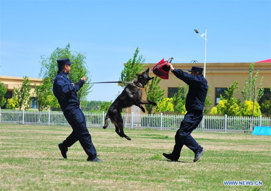 Meet the police dogs training in north China - China Plus