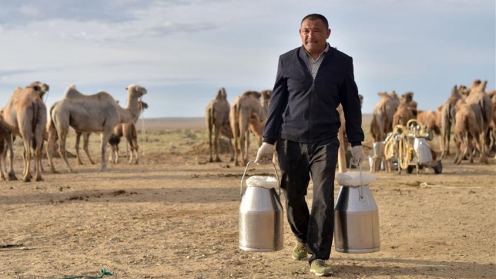 Camel breeding industry helps locals increase income in Xinjiang ...
