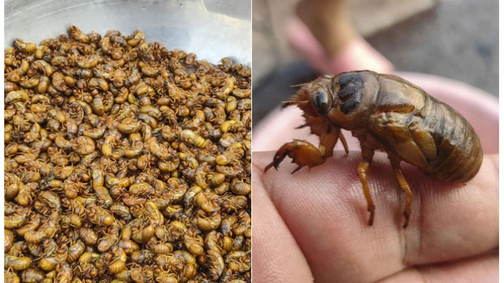 Fried cicadas, anyone? - China Plus