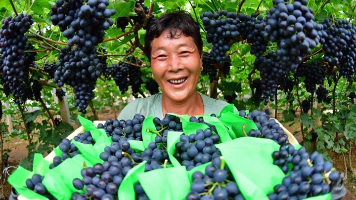 Grapes harvested in north China's Hebei - China Plus