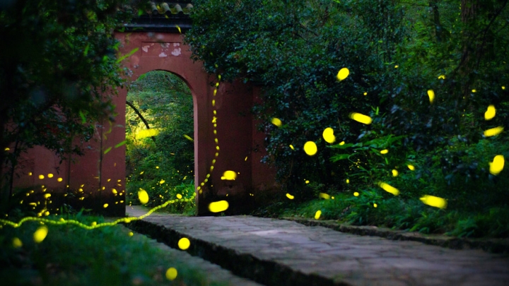 Fireflies light up the midsummer night sky in Nanjing - China Plus