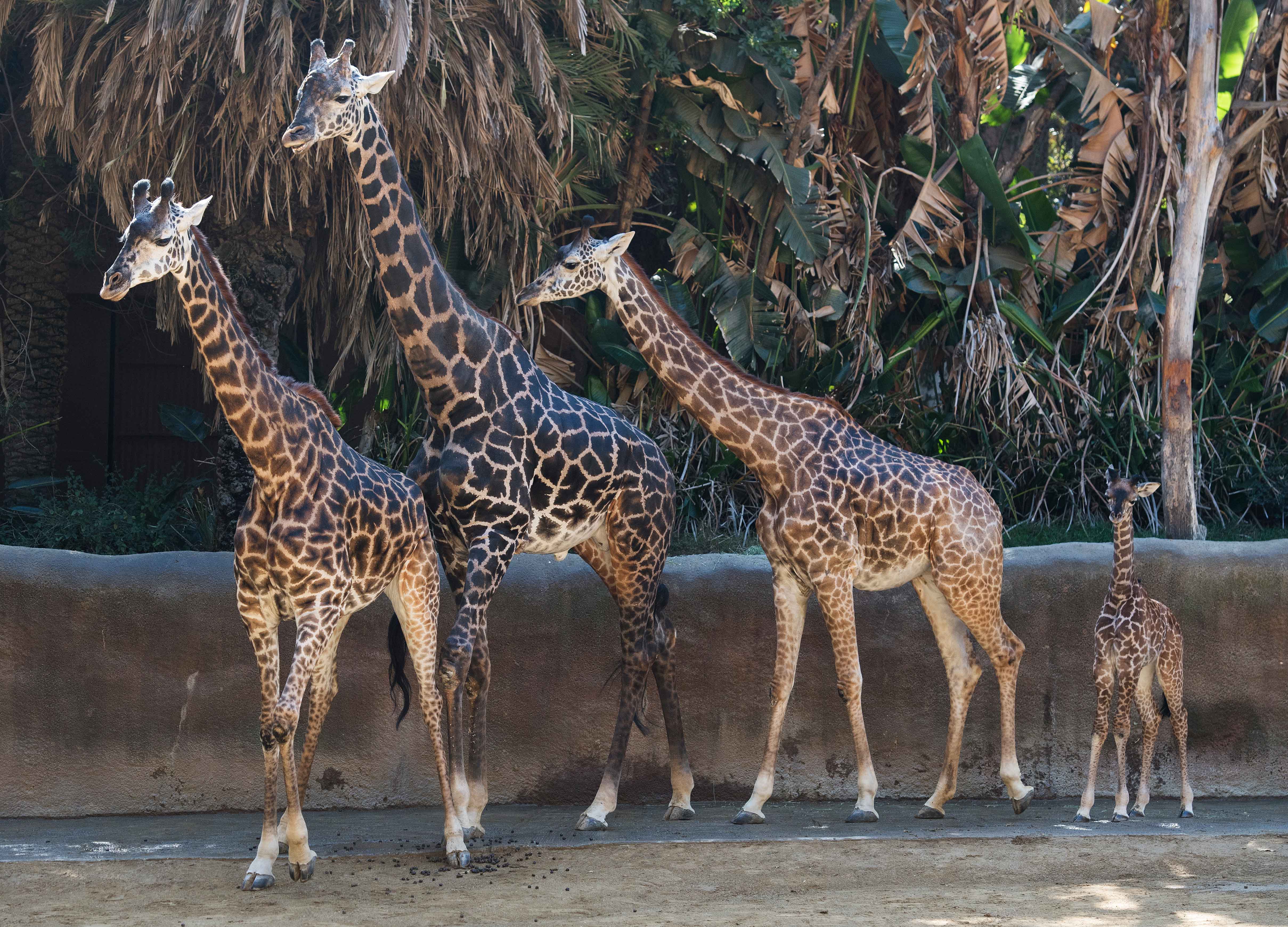 Big baby: Female Masai giraffe born at Los Angeles Zoo - China Plus