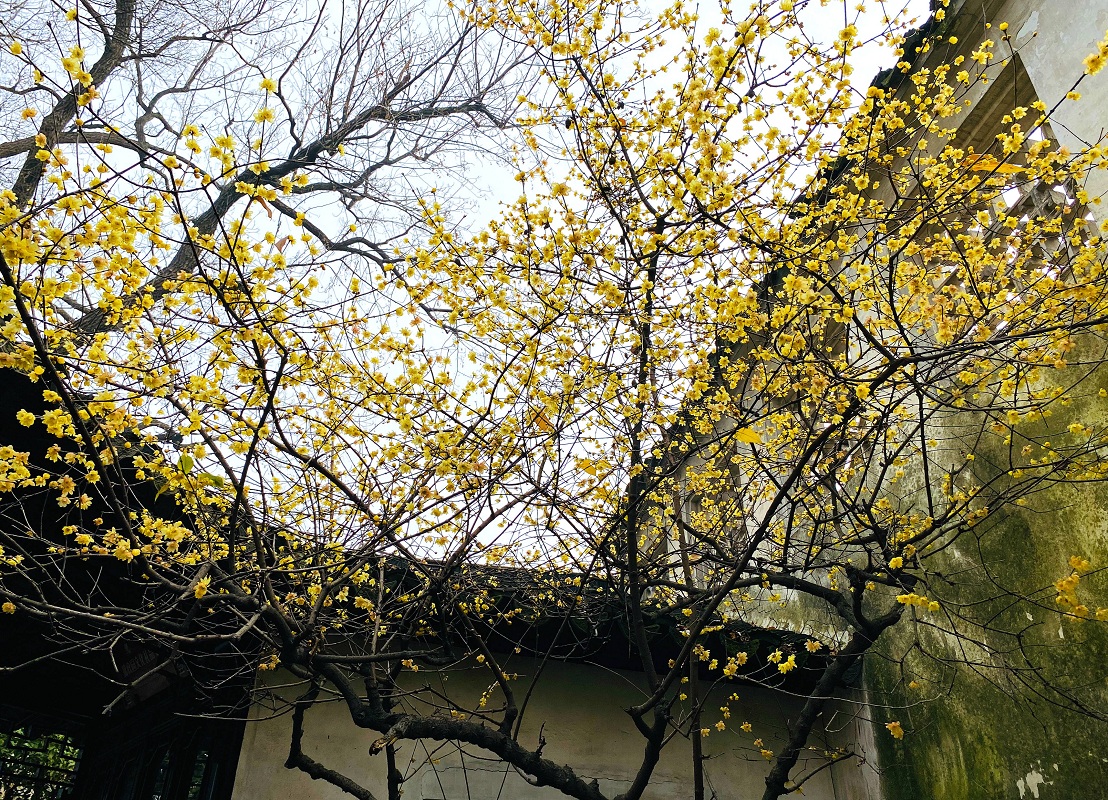 "Wintersweet flower" blossoms in Suzhou - China Plus
