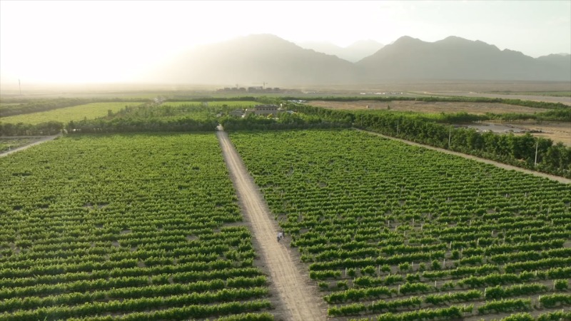 Legjenda e purpurt buzë malit Helan