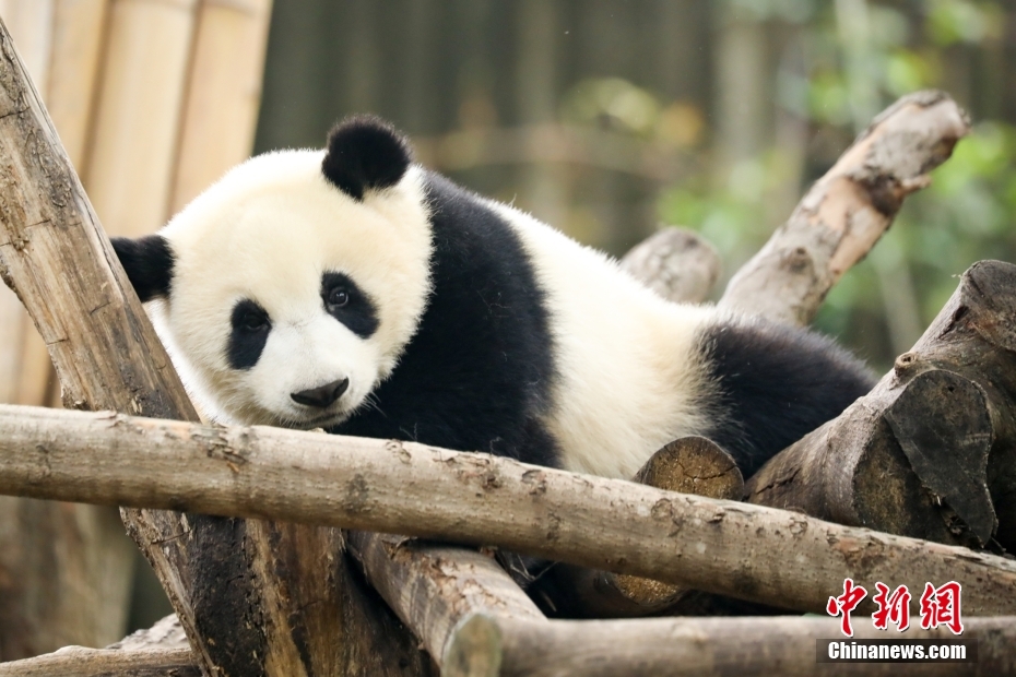 Cuaca Baik, Panda Gergasi Seronok Bermain