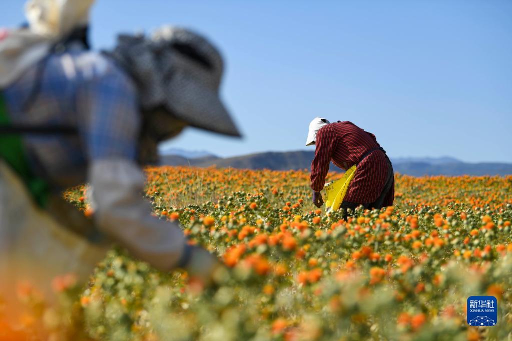 Musim Menuai Kasumba di Xinjiang